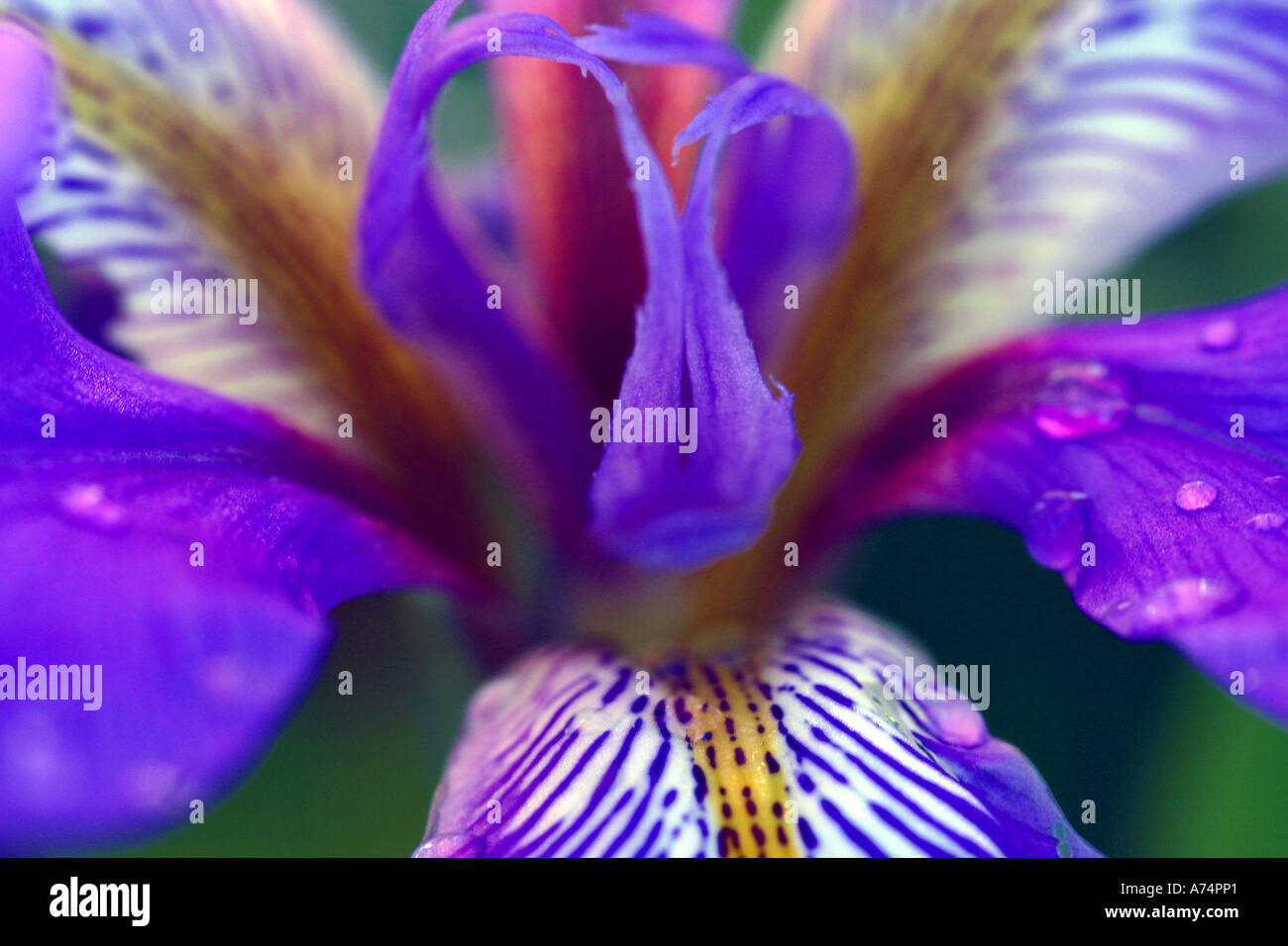 Winter iris, Iris unguicularis Stock Photo - Alamy