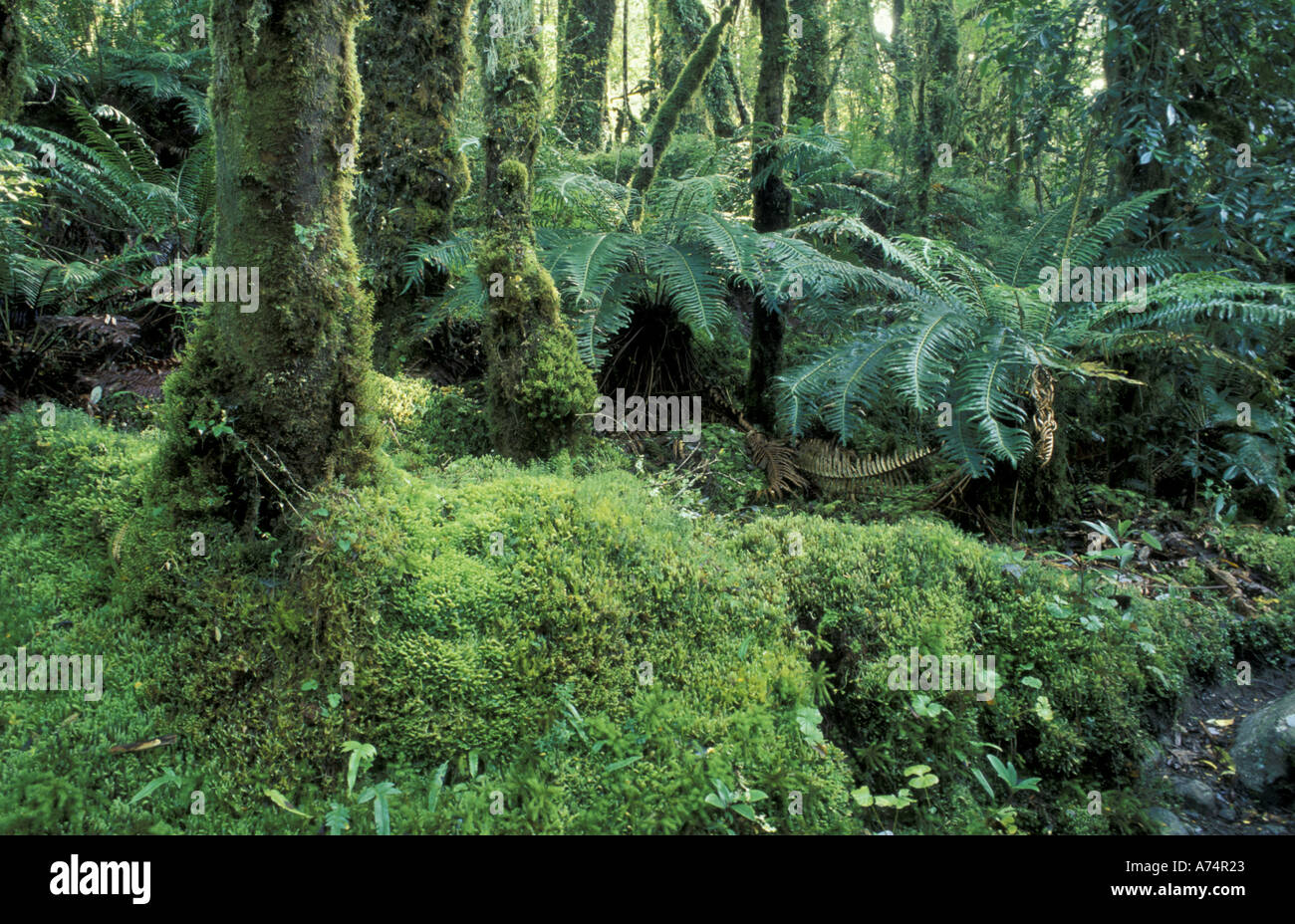 South America, Chile, Patagonia, Aisen, Giant ferns and evergreen ...