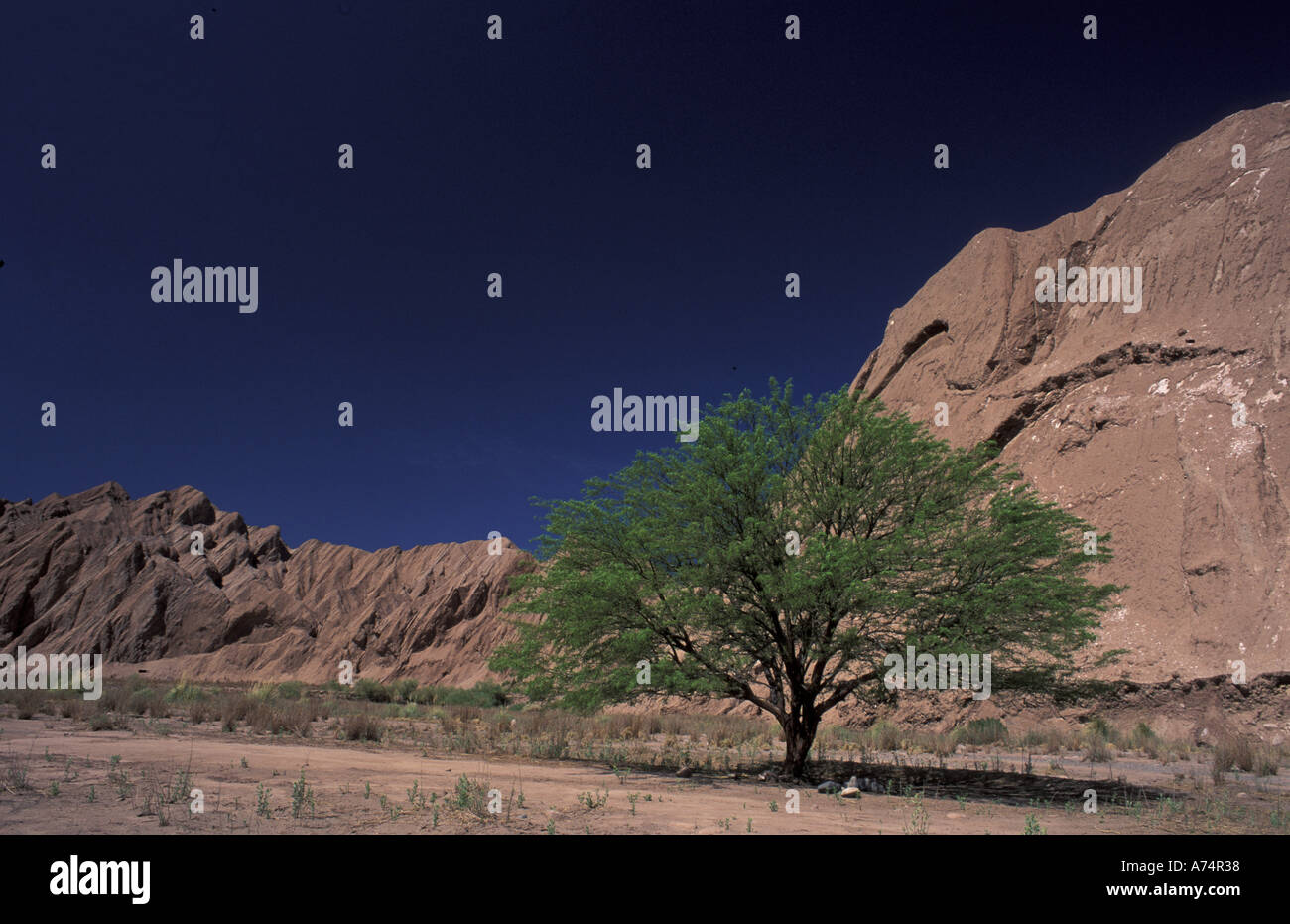 South America, Chile, San Pedro de Atacama, Algarrobo Desert tree ...