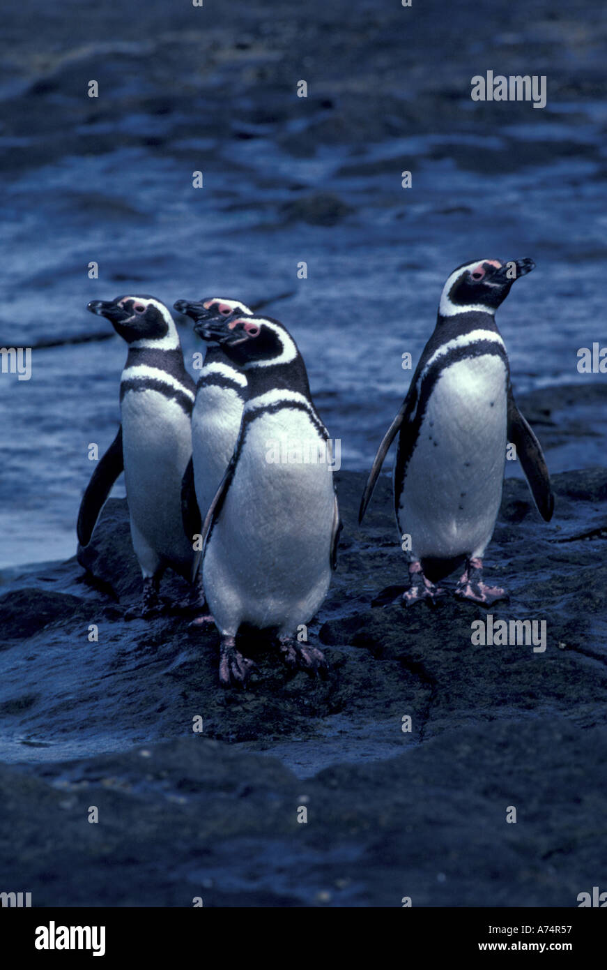 South America, Falkland Islands, Magellanic penguins on beach Stock ...