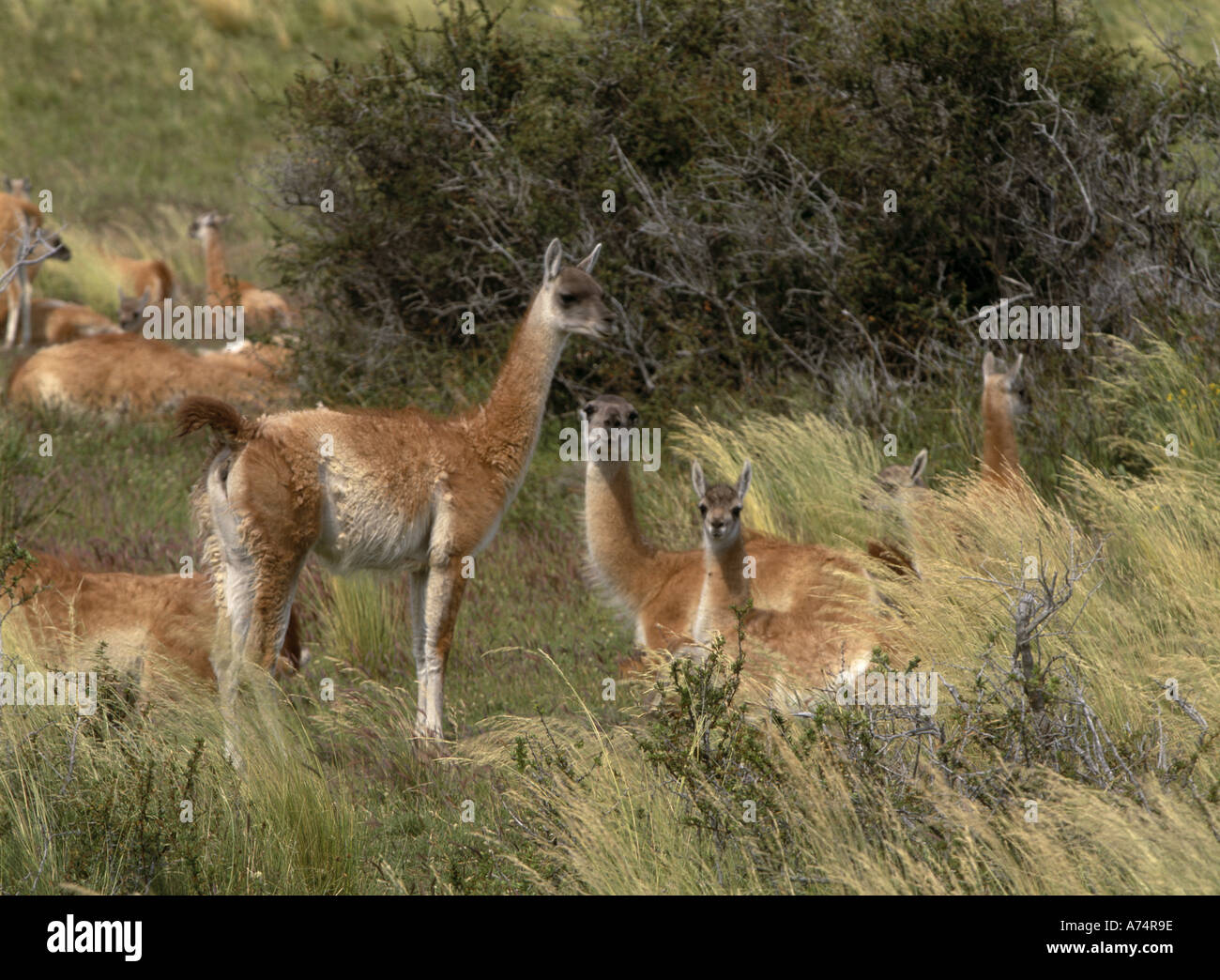SA, Chile, Patagonia, Torres del Paine NP Herd of guanacos Stock Photo ...