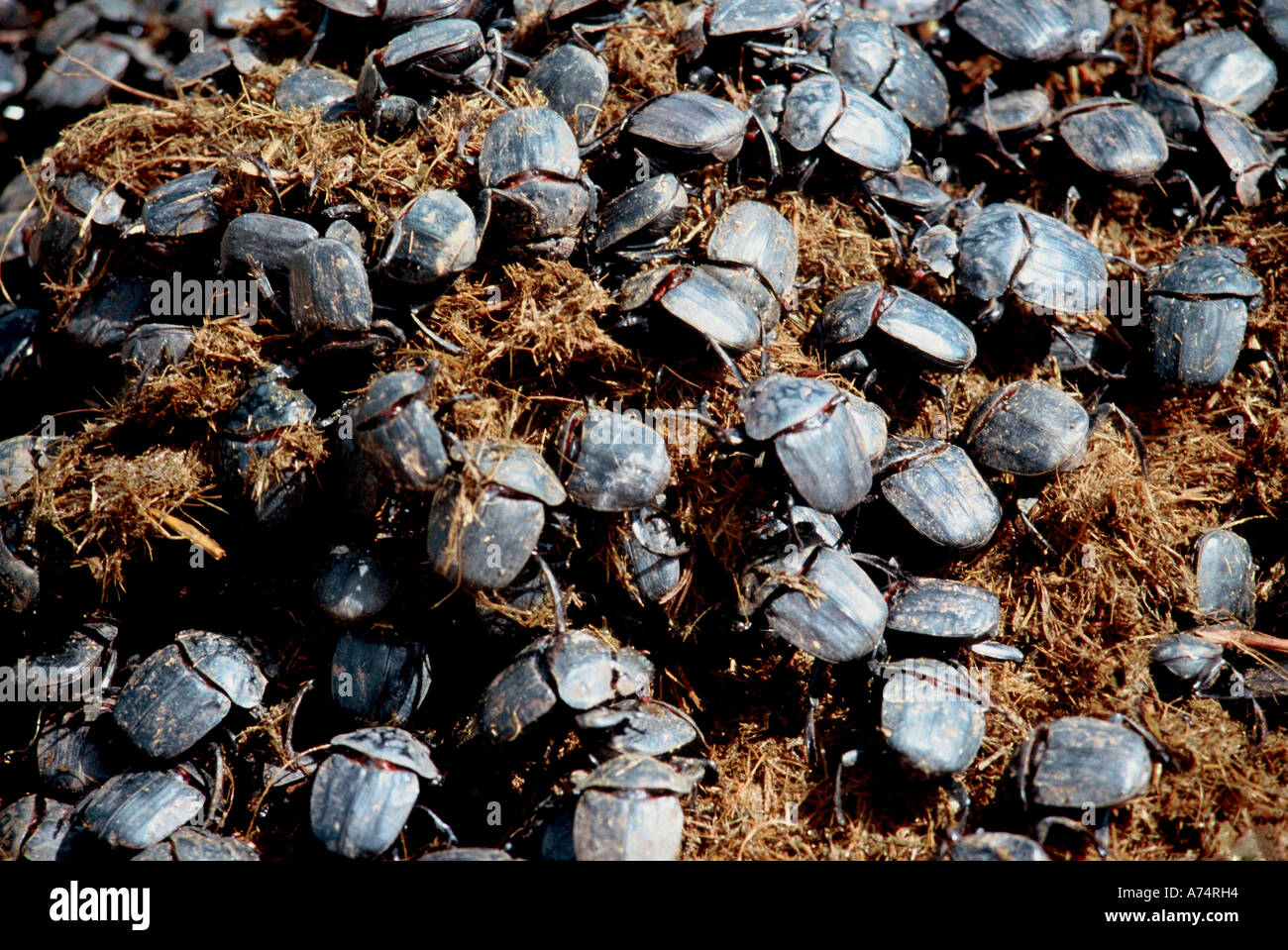 Elephant dung with beetles hi-res stock photography and images - Alamy