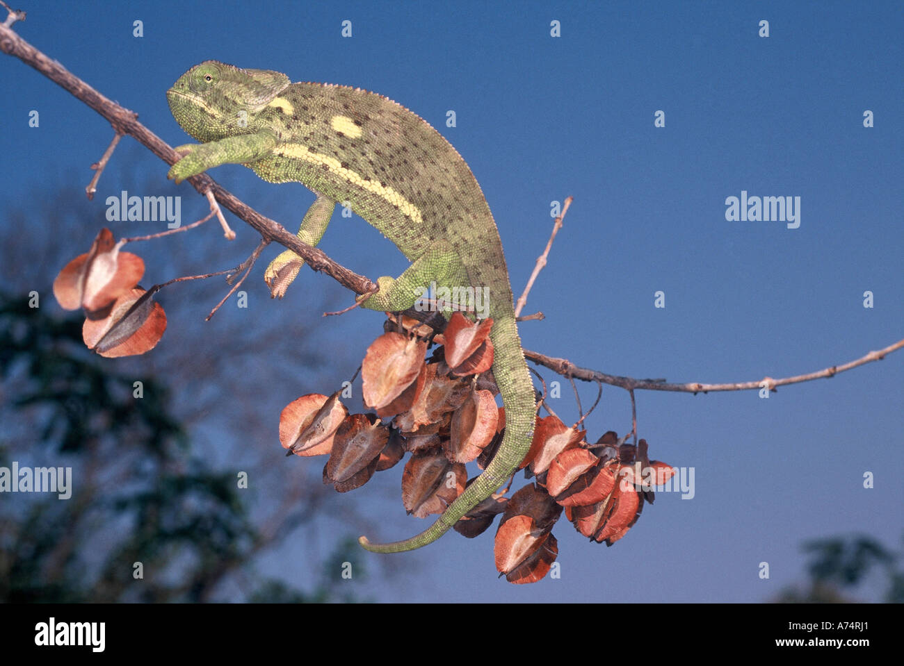 Flap Necked Chameleon, Chamaeleo dilepis Stock Photo - Alamy