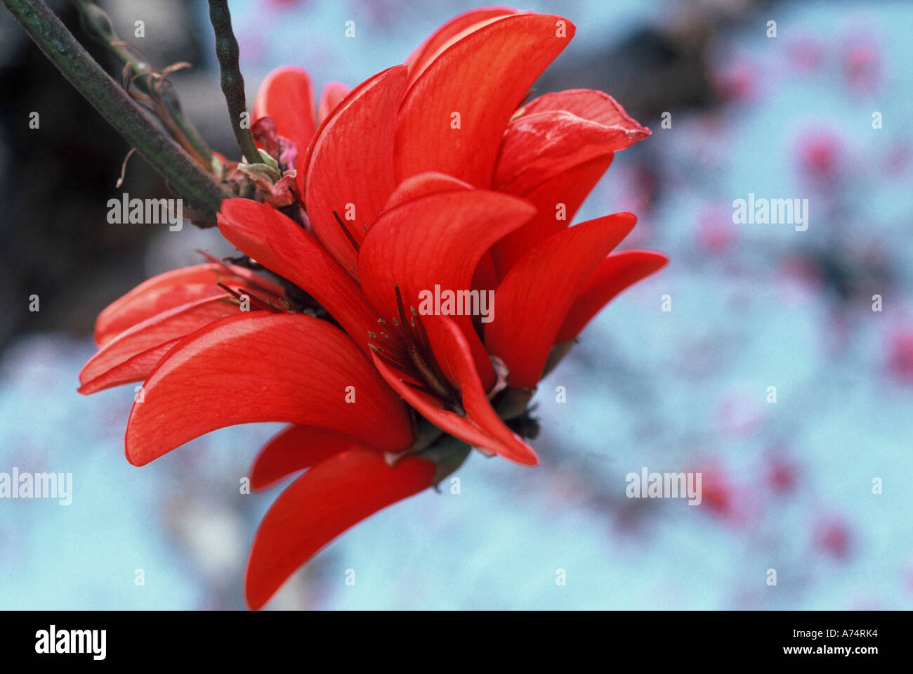 Coral propagation tree hi-res stock photography and images - Alamy