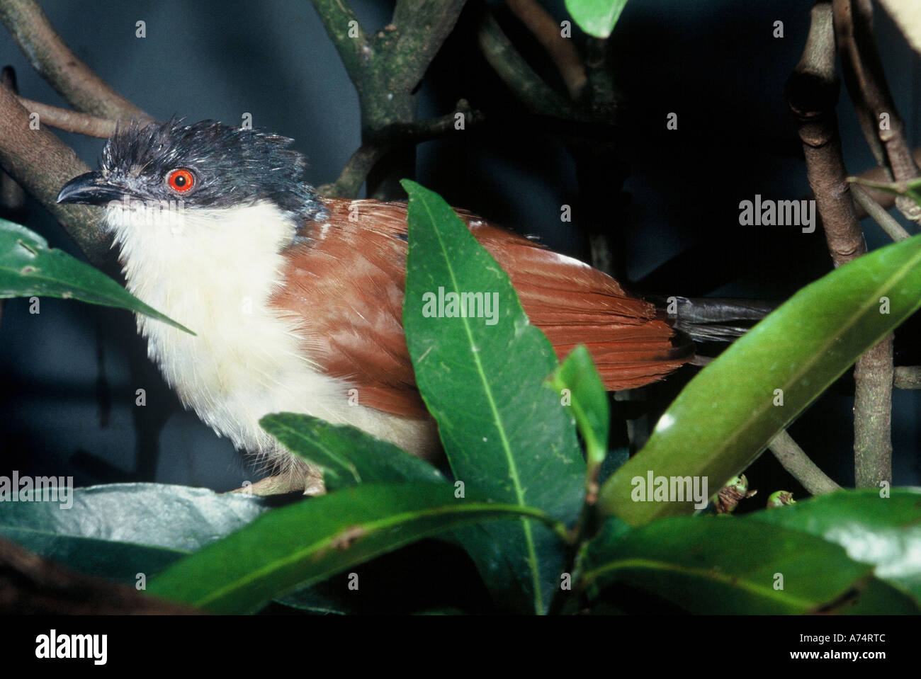 Centropus senegalensis hi-res stock photography and images - Alamy