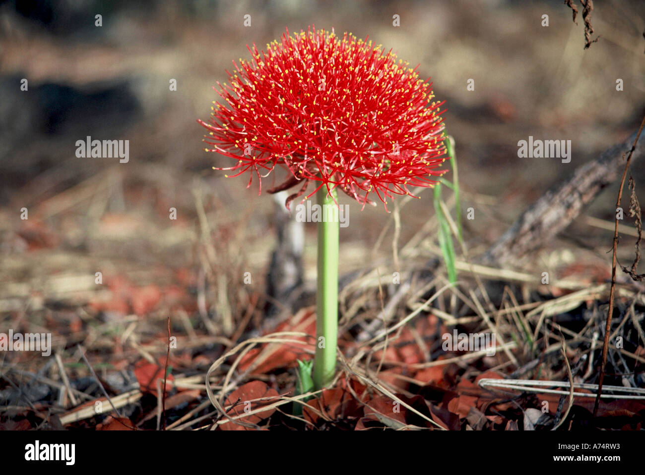 Fireball Lily, Haemanthus multiflorus Stock Photo - Alamy
