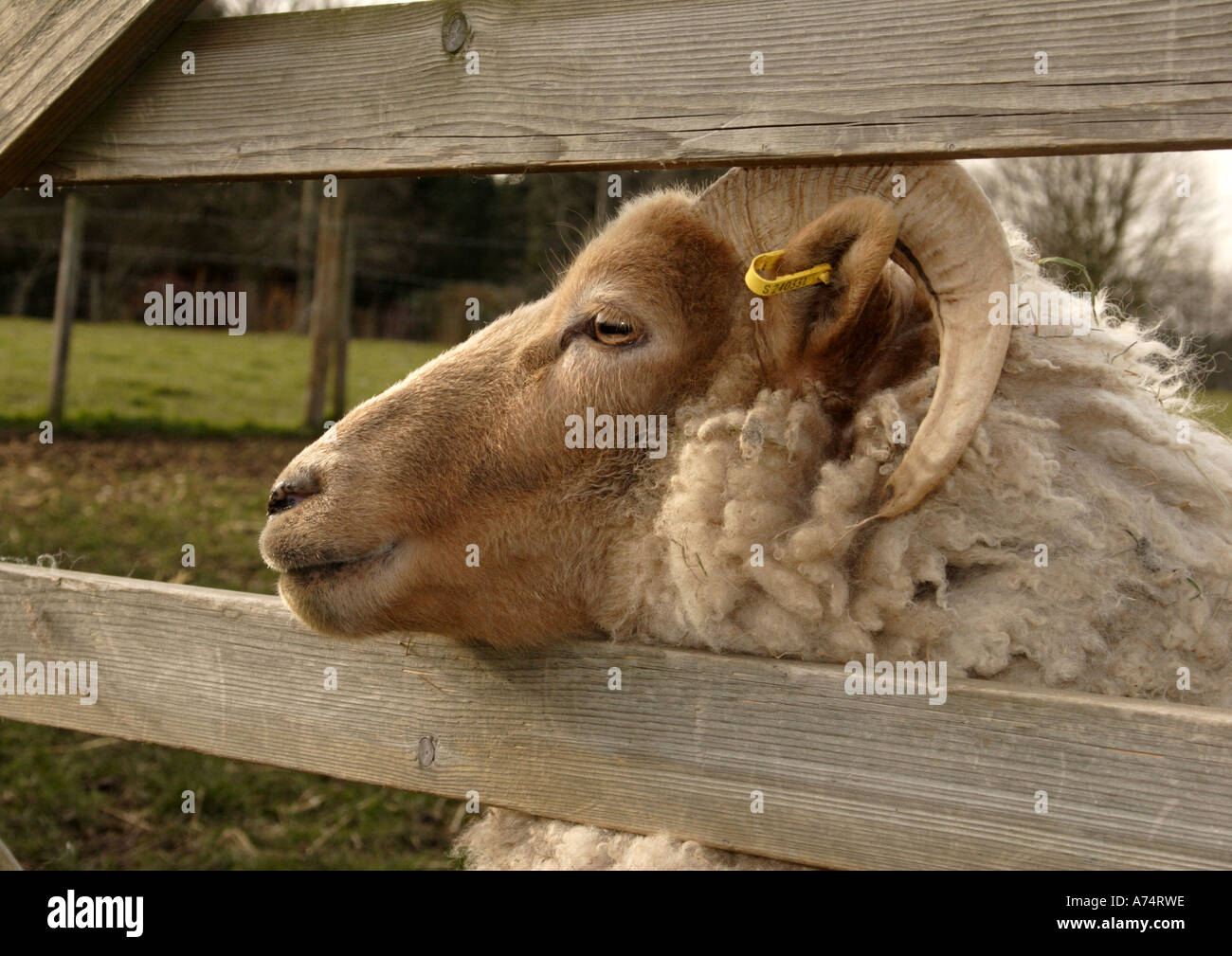 Sheep ram female nobody hi-res stock photography and images - Alamy