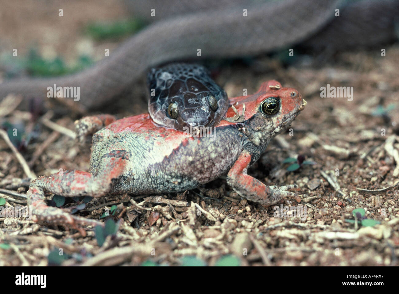 Herald Snake with Red Toad, Crotaphopeltis hotamboeia Stock Photo - Alamy