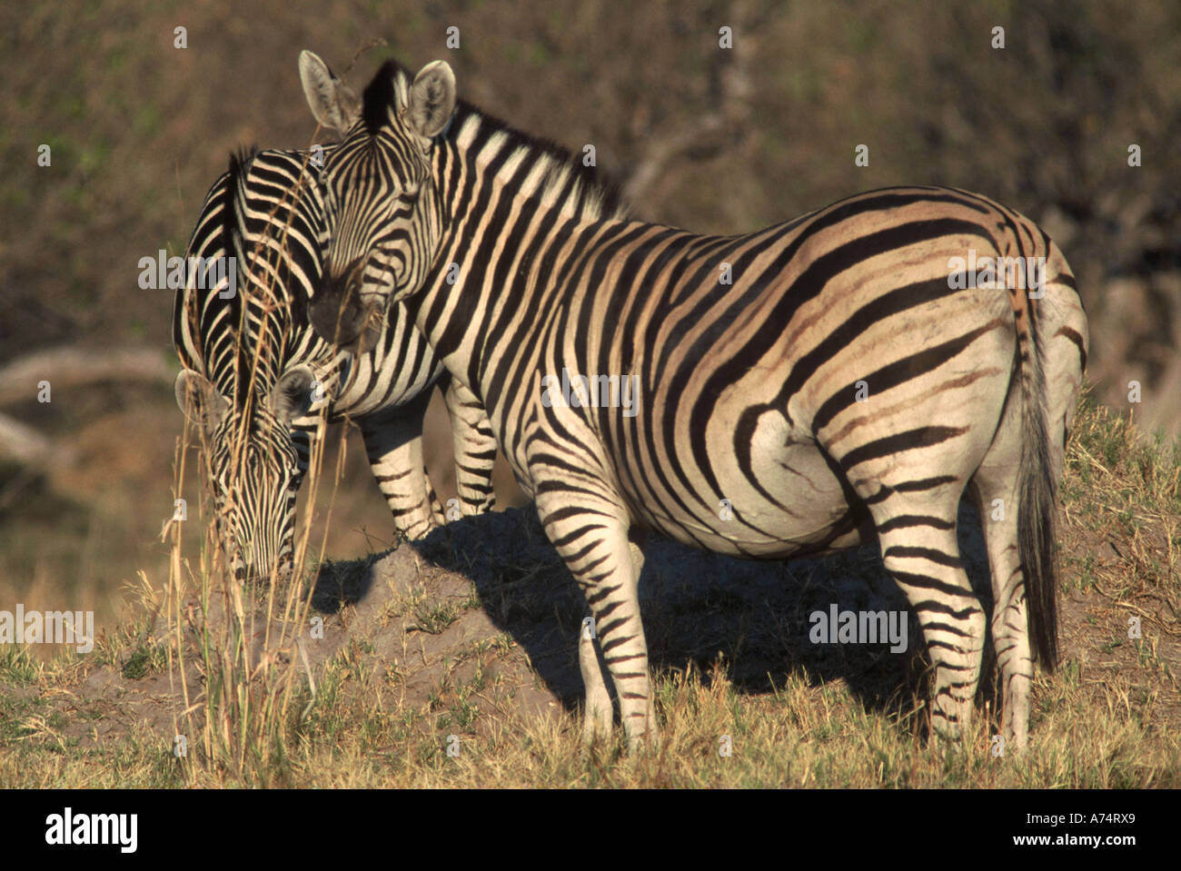 Pregnant zebra hi-res stock photography and images - Alamy