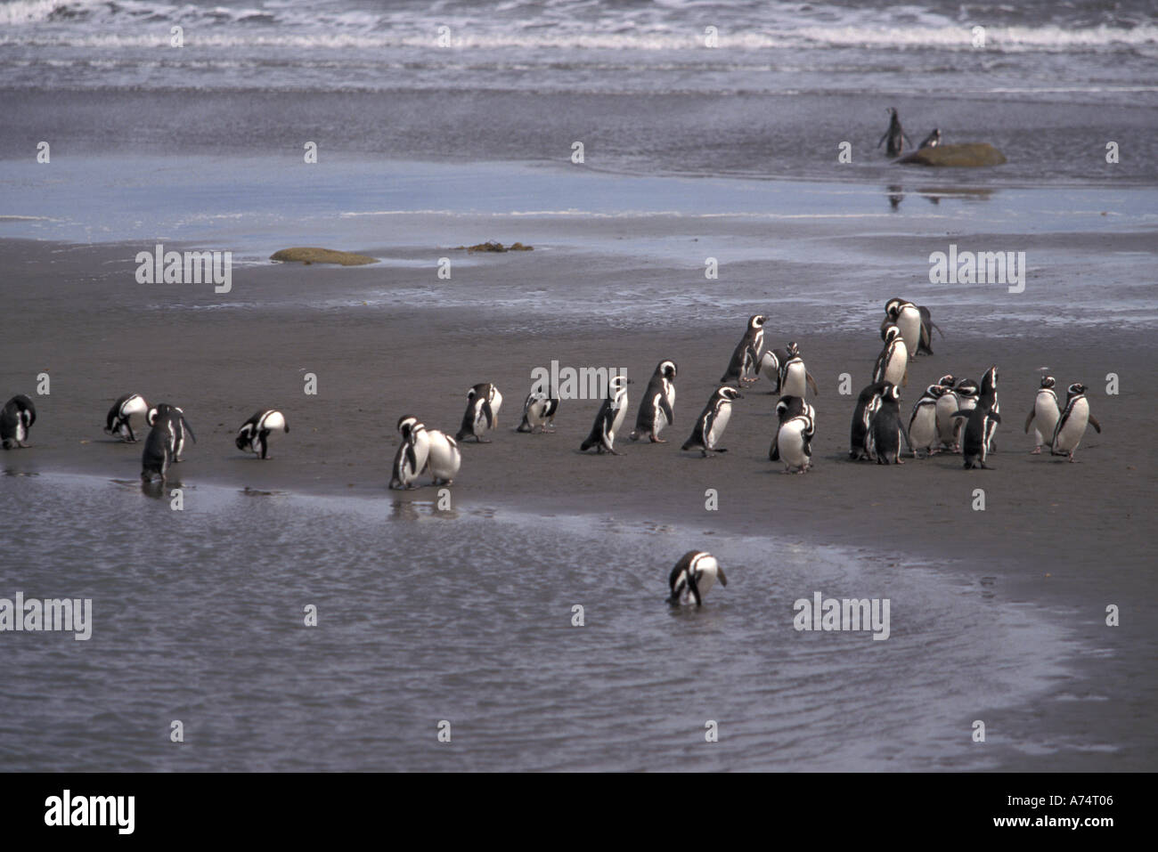 Adolescent Penguins High Resolution Stock Photography and Images - Alamy