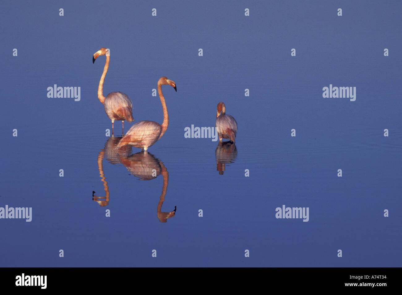 SA, Ecuador, Galapagos Islands. American flamingos (P. ruber) and their ...
