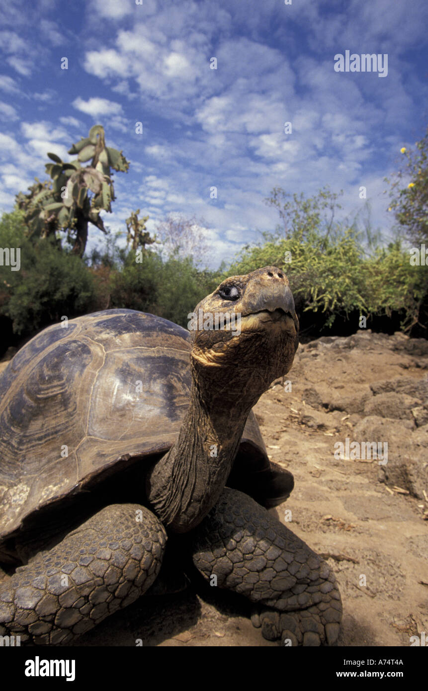SOUTH AMERICA, Ecuador, Galapagos Islands, Giant tortoise looking ...