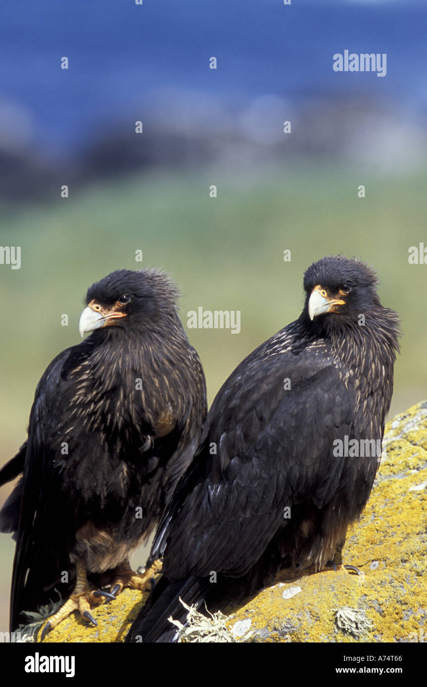 Falklands, Steeple Jason Island, Subantarctic. A pair of Johnny Rooks ...
