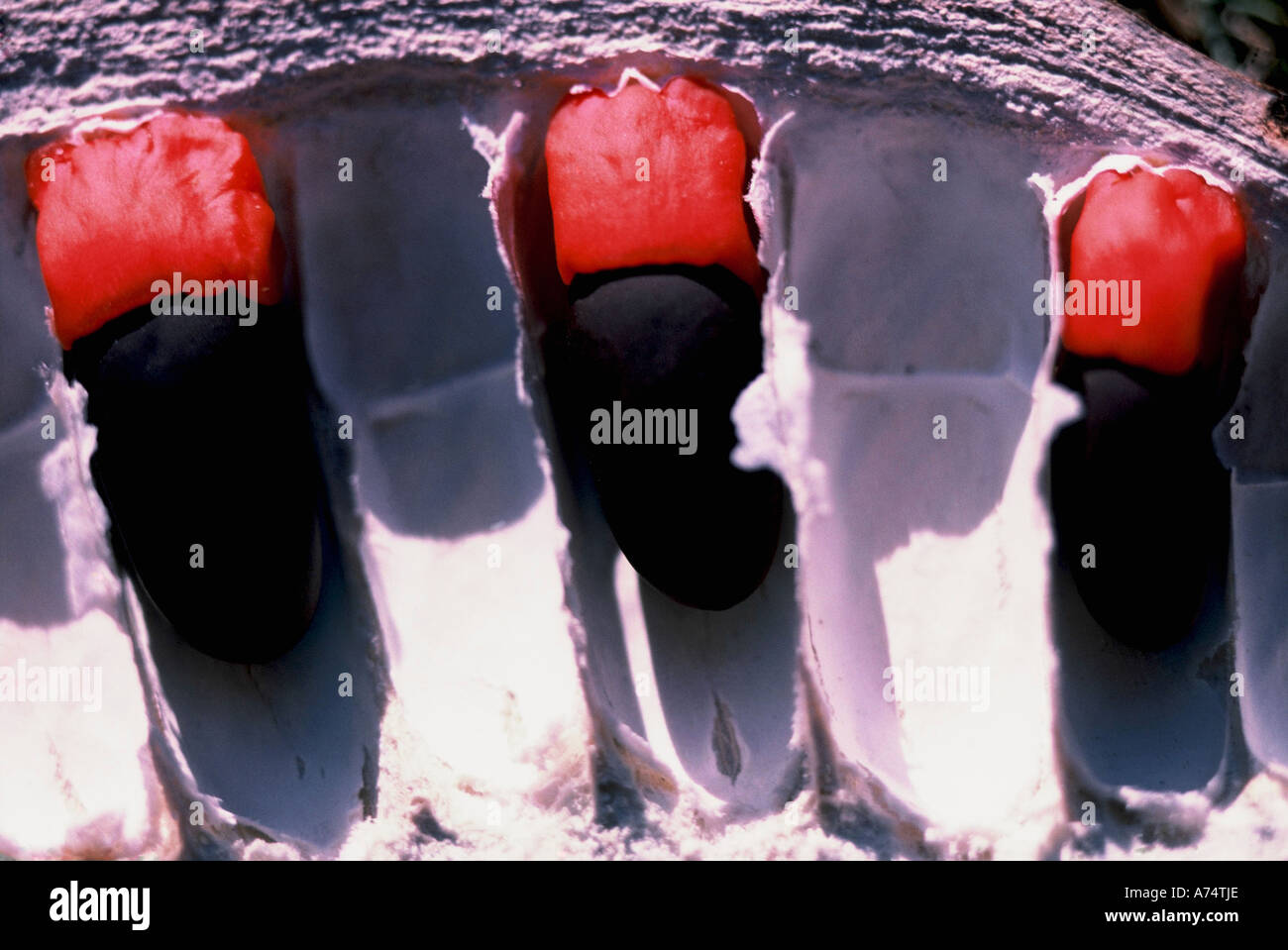 Lucky beans hi-res stock photography and images - Alamy