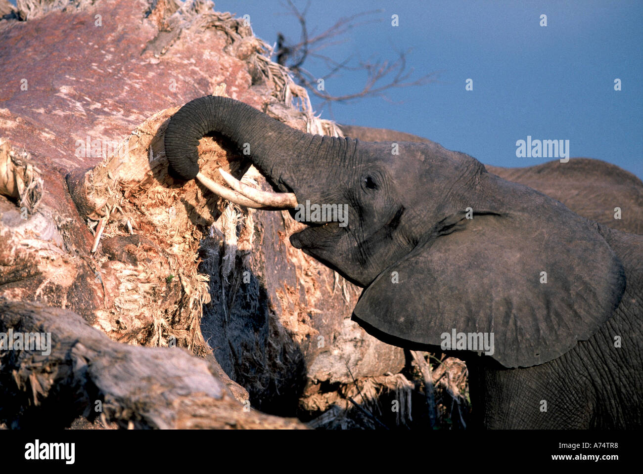 Geophagy food hi-res stock photography and images - Alamy