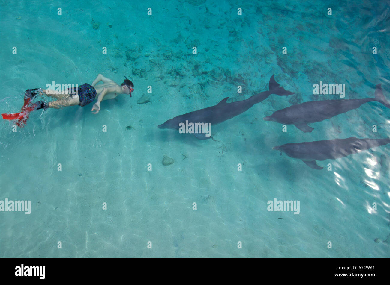Central America, Honduras, Roatan, Bottlenose dolphins with snorkeler ...