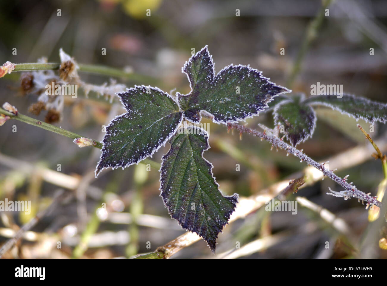 Bramble hedge frost hi-res stock photography and images - Alamy