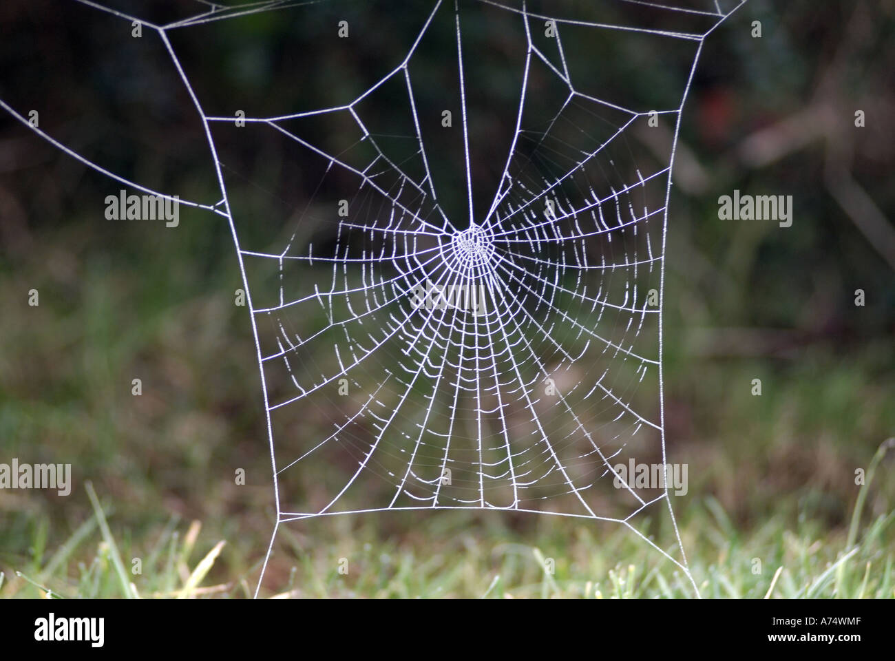 Insect cold winter frost hi-res stock photography and images - Alamy