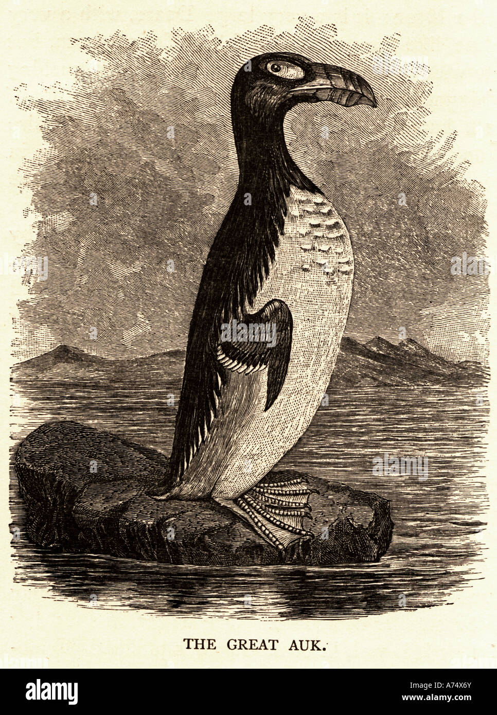 The extinct Great Auk Stock Photo - Alamy