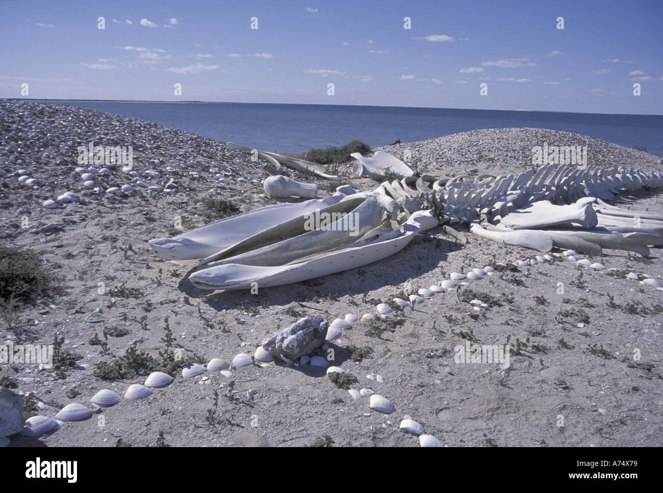 NA, Mexico, Baja, San Ignacio Bay. Gray whale bones and shell-covered ...