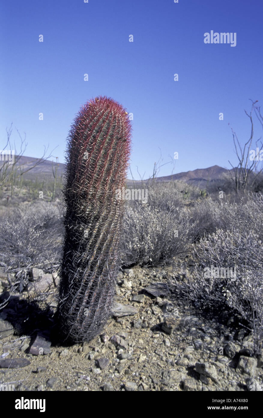 NA, Mexico, Baja, Catavina. Red tipped barrel cactus amongst a typical ...