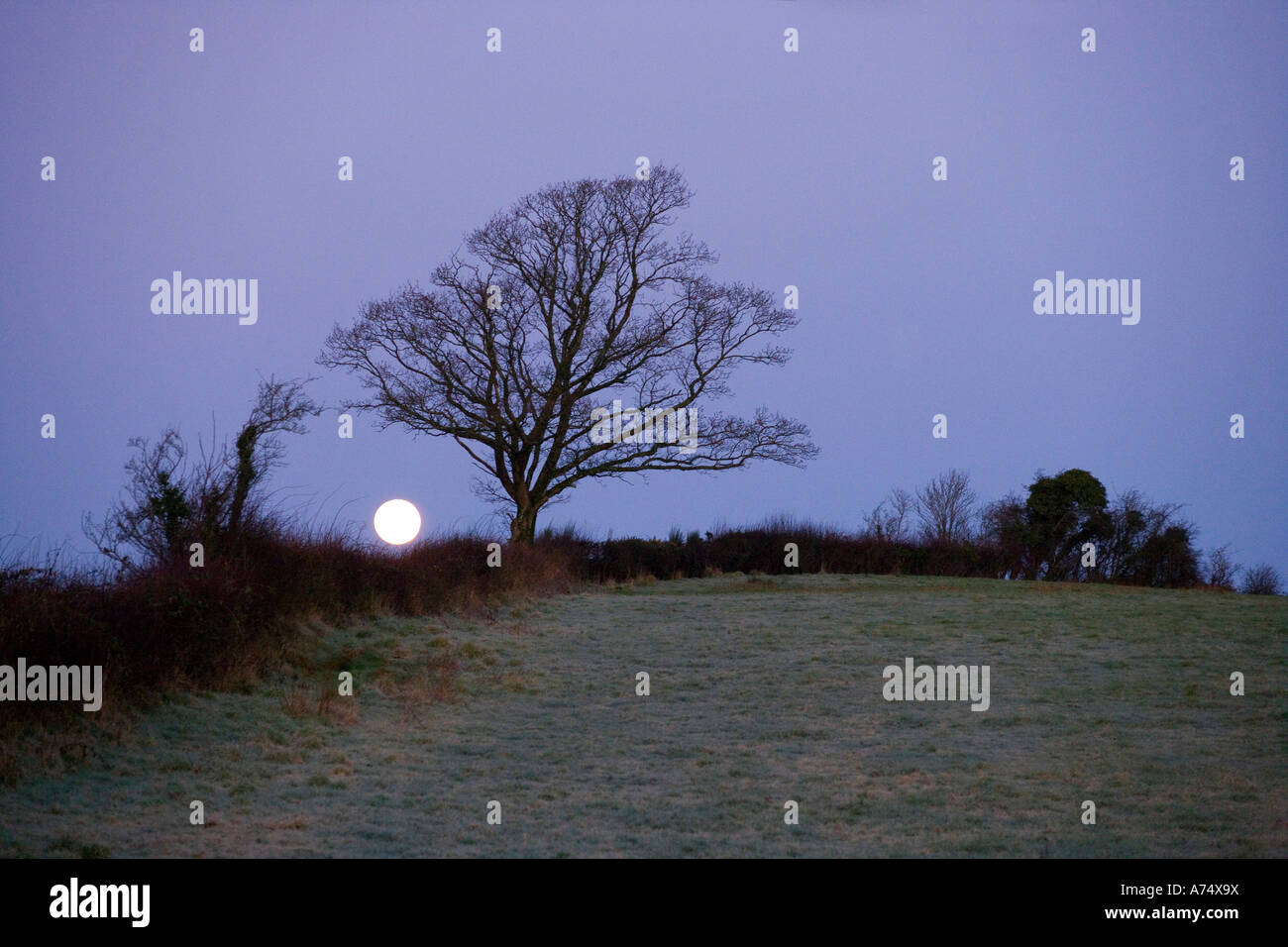 Rising trees hi-res stock photography and images - Alamy