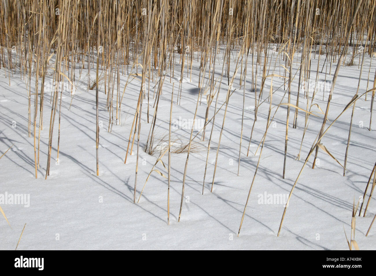 Stalks of grass in the snow in winter Stock Photo - Alamy