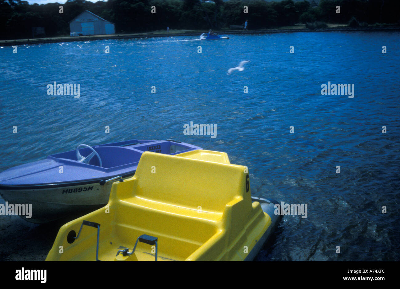 Peddleboats on the Anglesea River along the Great Ocean Road AUSTRALIA ...