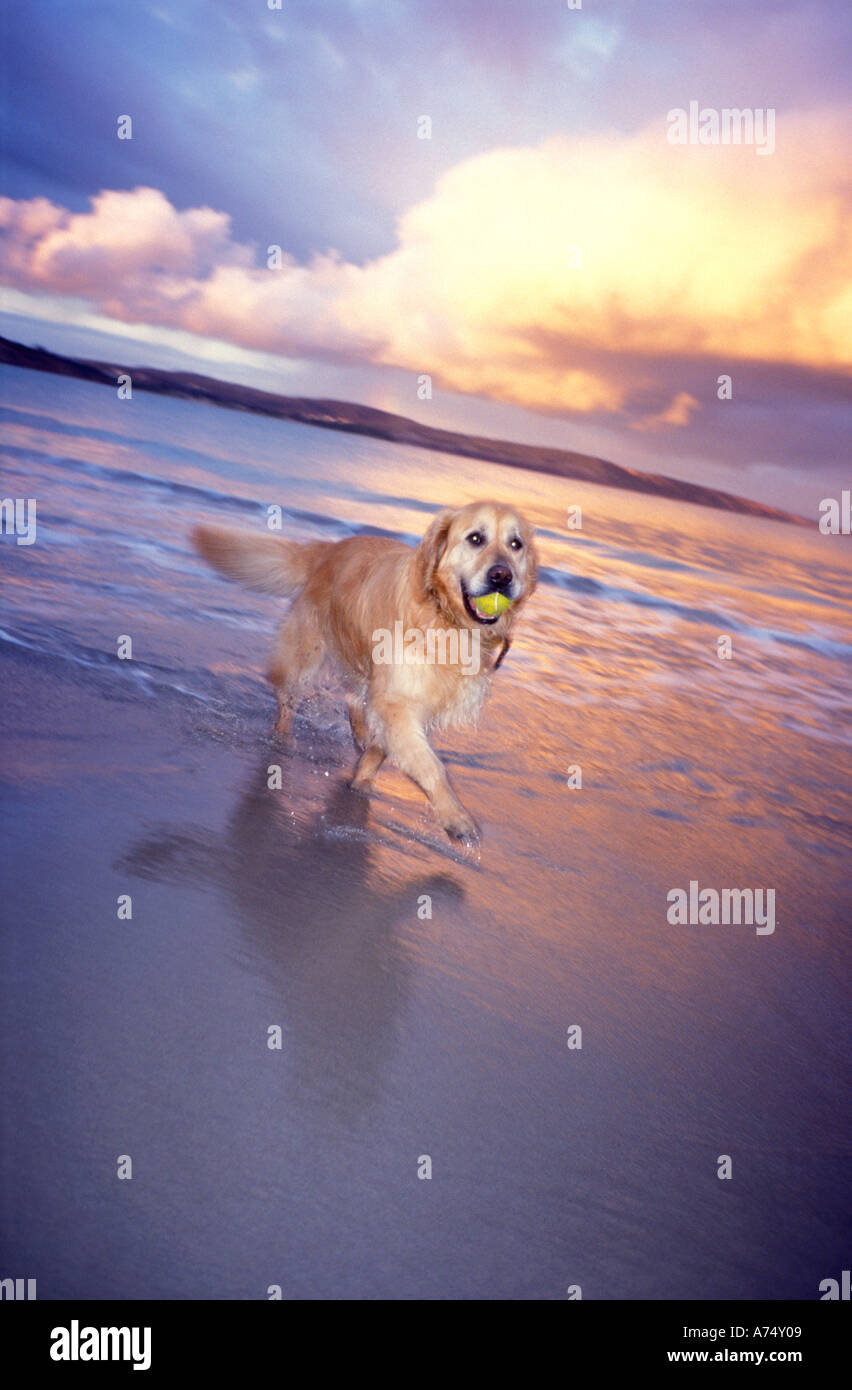 Angus the Golden Retriever on the beach at Anglesea on the Great Ocean ...