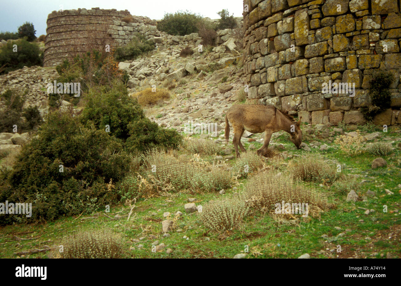An ass eating grass in Assos Turkey Stock Photo - Alamy