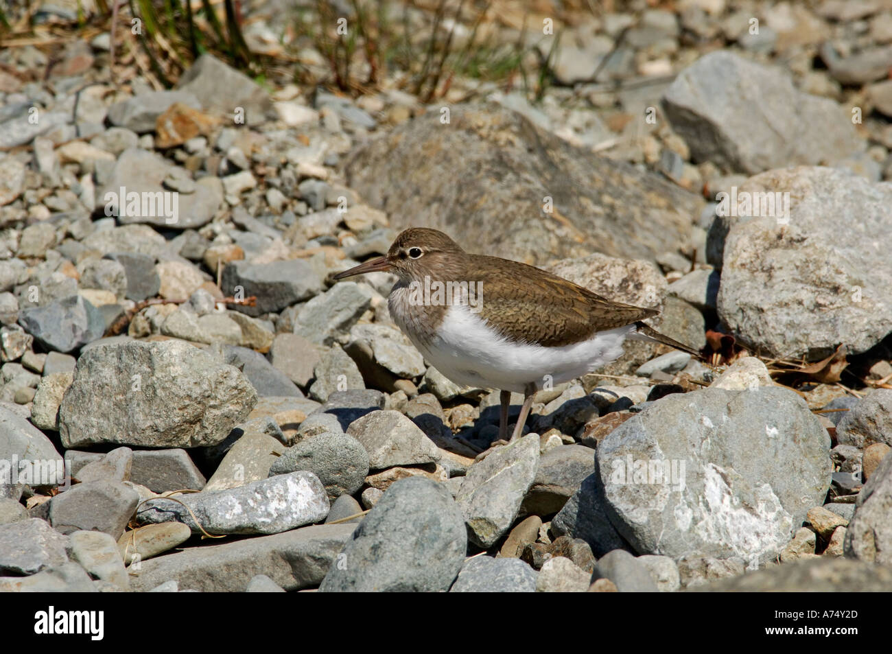 Common Sandpiper by Scottish Stream Stock Photo - Alamy