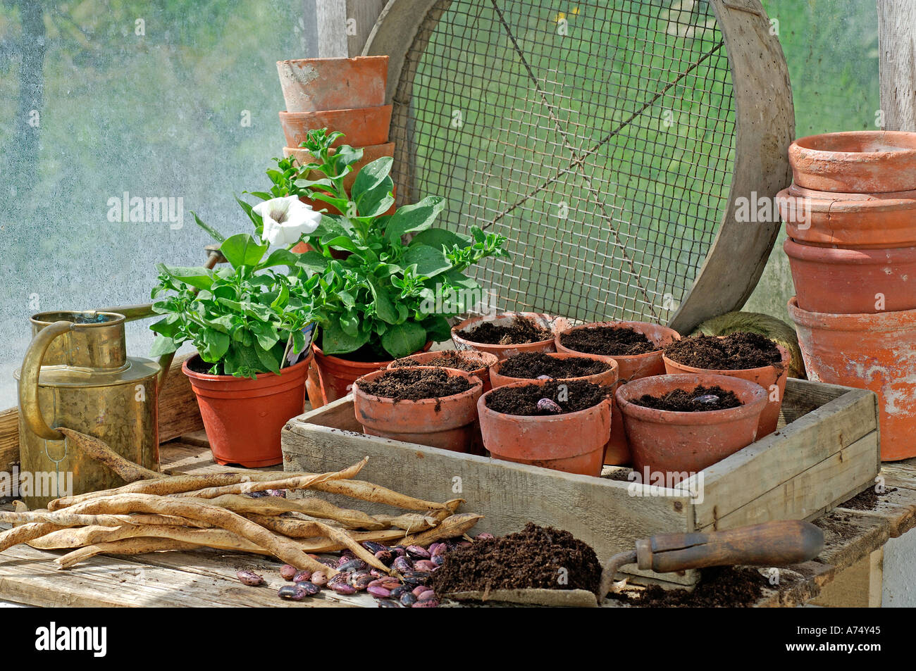 Planting runner beans in the greenhouse in spring Stock Photo - Alamy