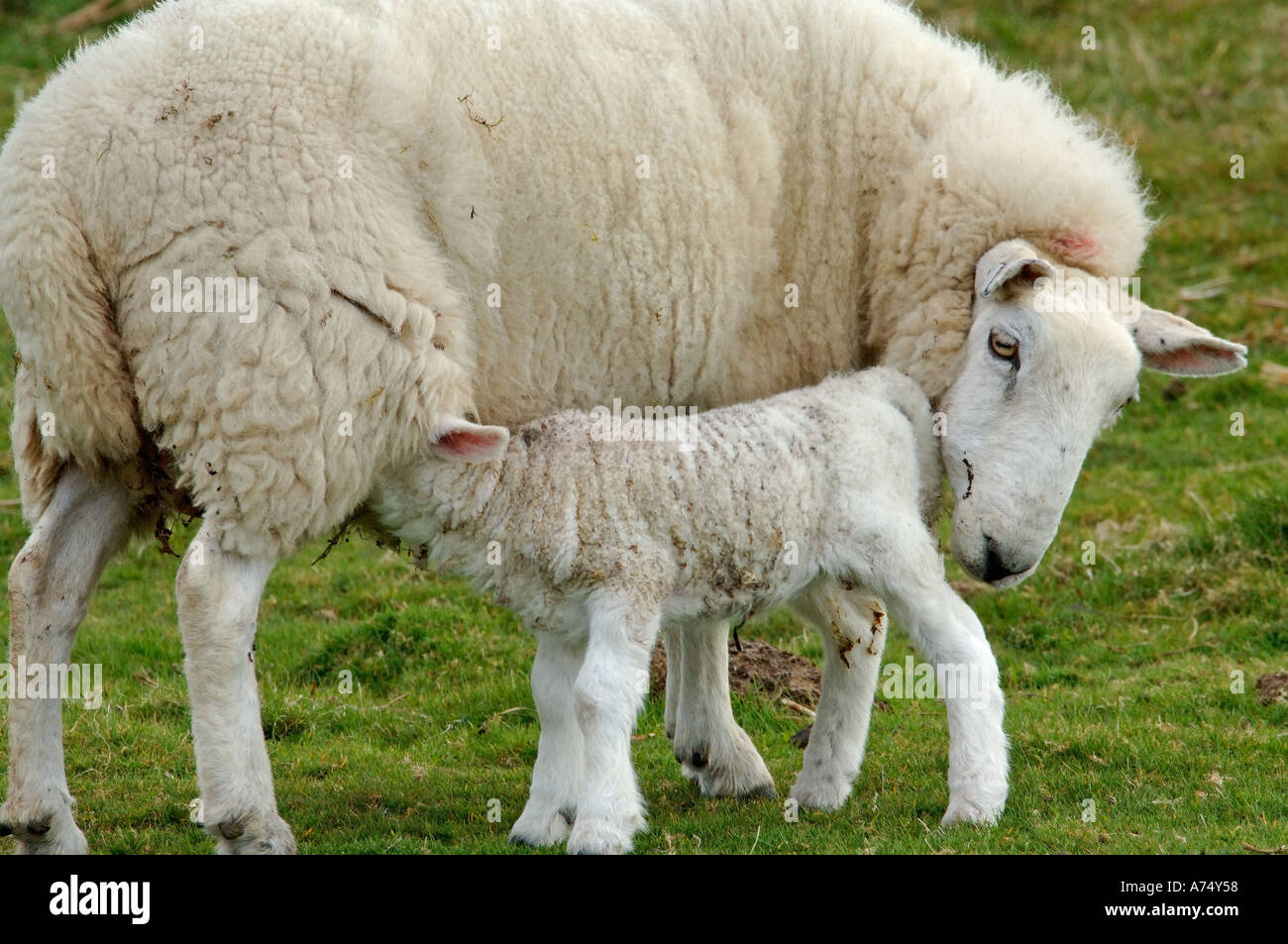 Sheep Ewe Lamb suckling Stock Photo - Alamy
