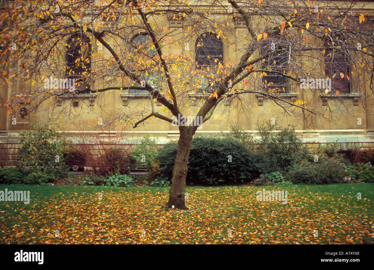 Cambridge university autumn hi-res stock photography and images - Alamy