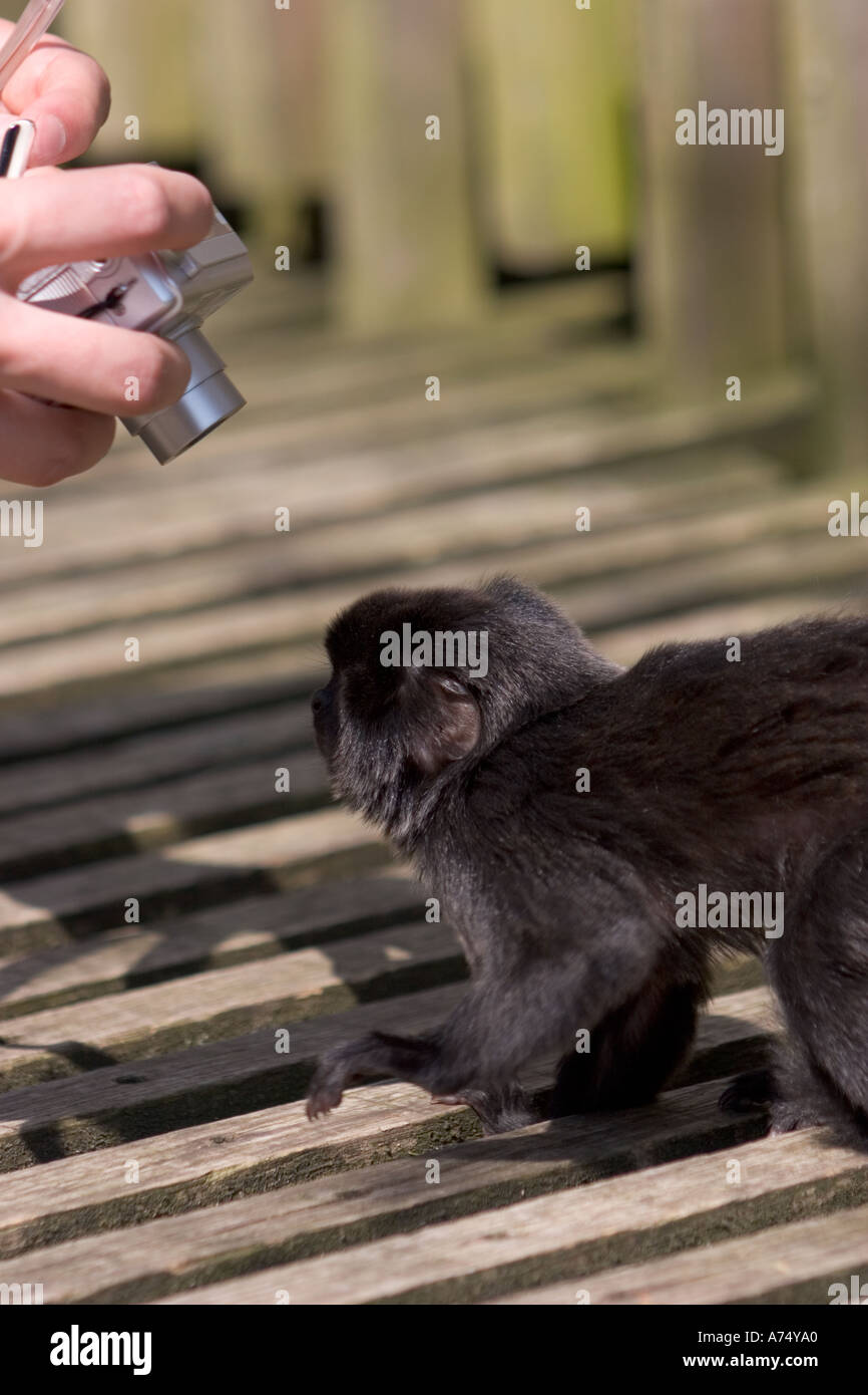 Black monkey looking into the lens of a camera Stock Photo - Alamy
