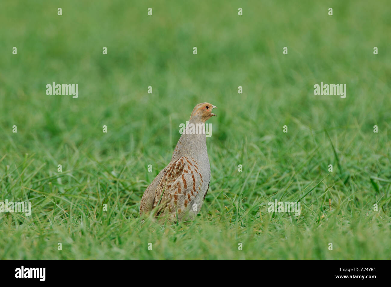 4 calling birds hi-res stock photography and images - Alamy