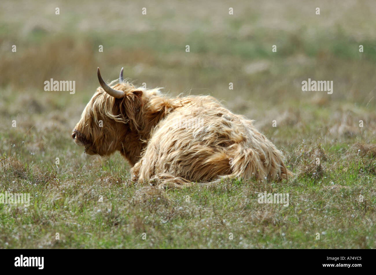Highland Cattle island of Mull, in the Inner Hebrides, Argyll and Bute ...