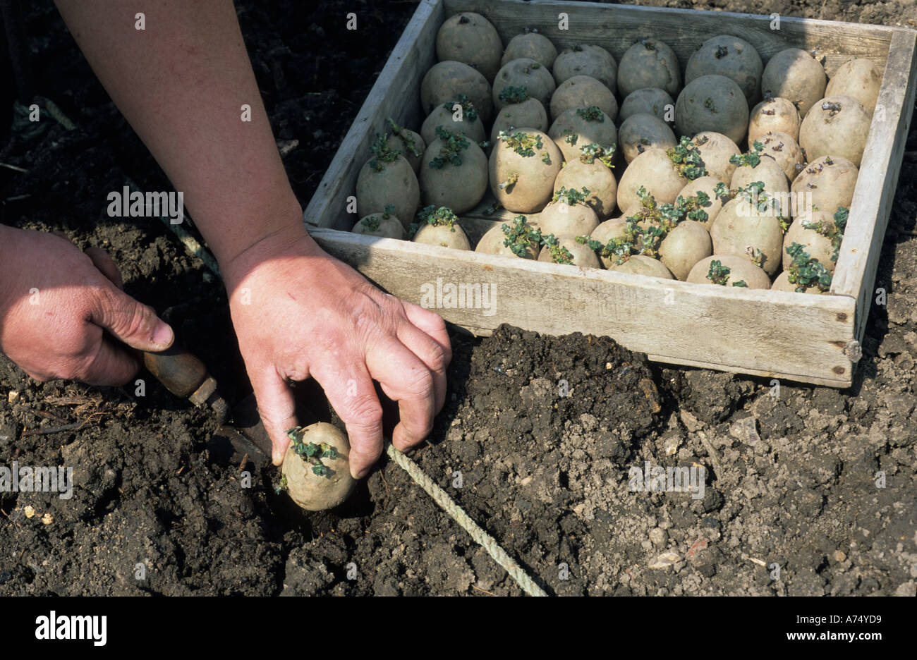 Planting Potatoes on a small organic vegetable plot UK Stock Photo - Alamy