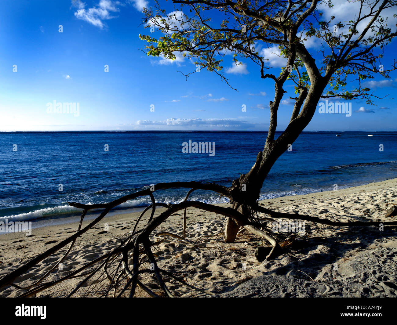 Le Morne Beach Mauritius Tree on Beach with Roots Exposed Stock Photo ...