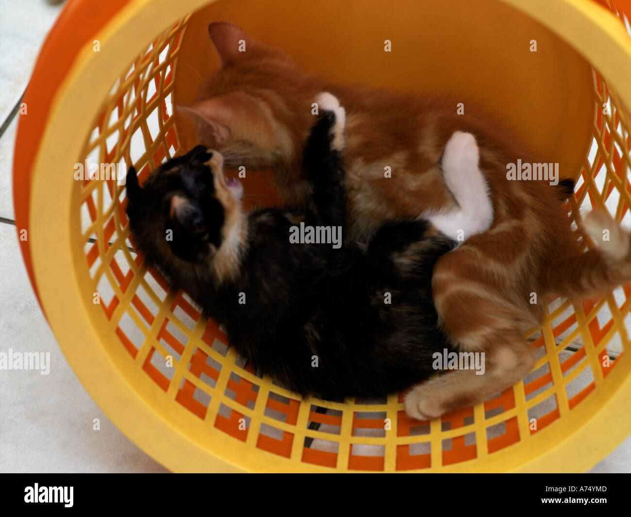 Basket fighting hi-res stock photography and images - Alamy