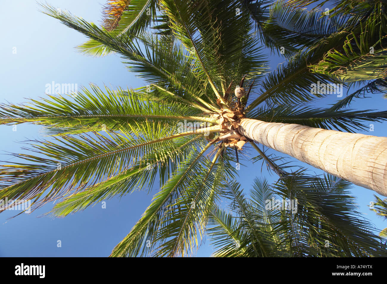 Low Angled View Of Palm Tree Stock Photo - Alamy