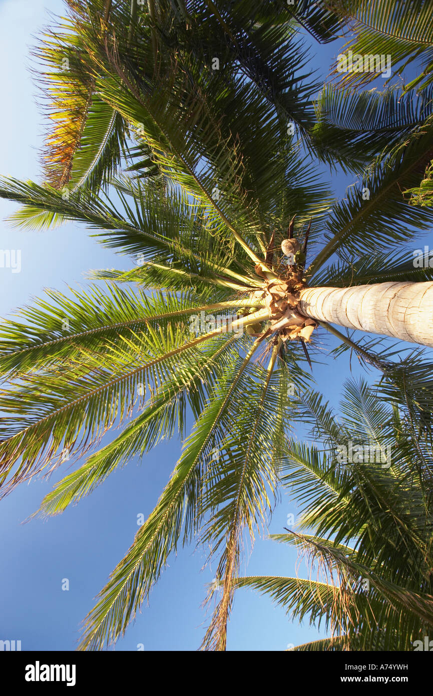 Palm Tree, Philippines Stock Photo - Alamy
