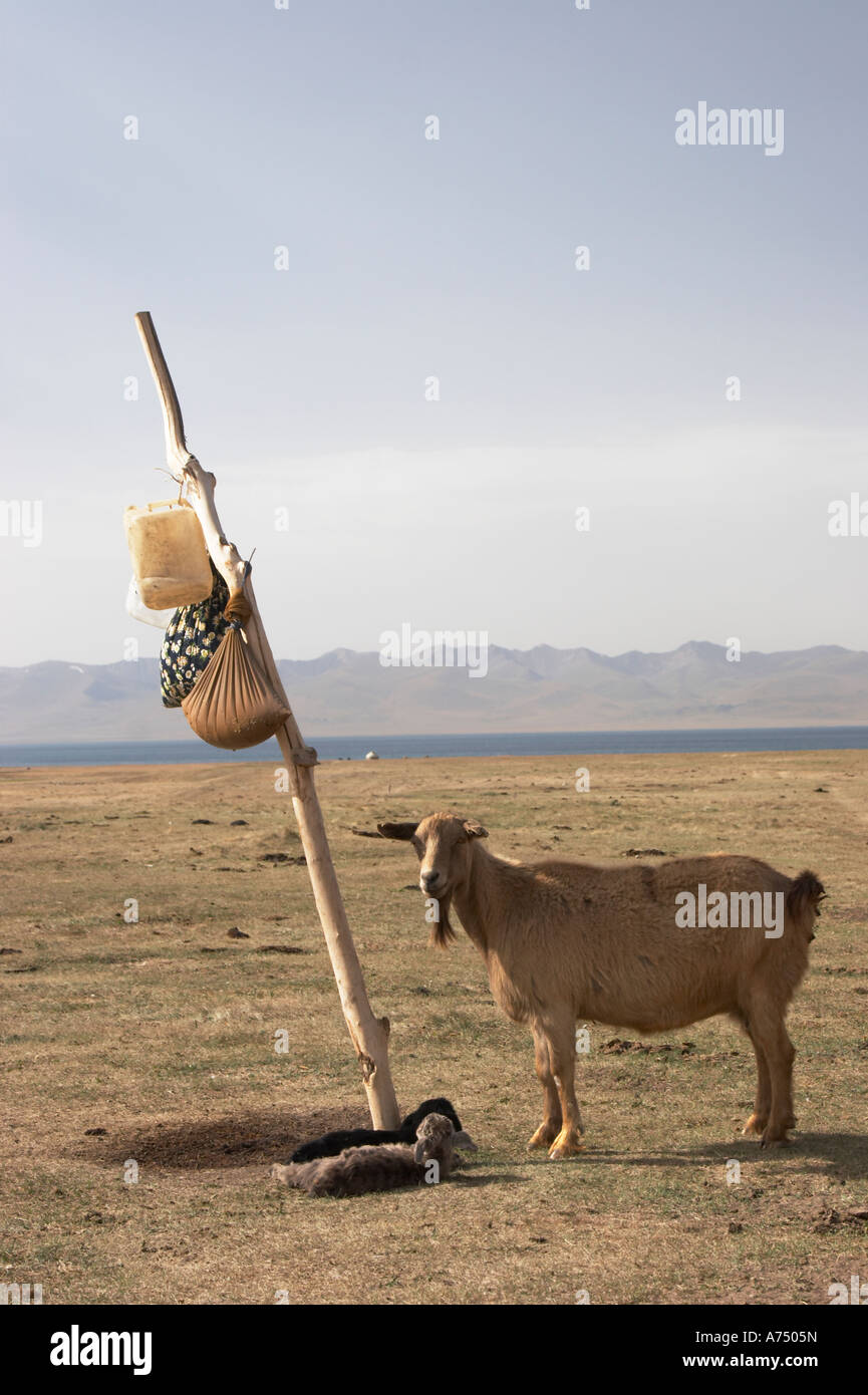 Tied to the pole hi-res stock photography and images - Alamy