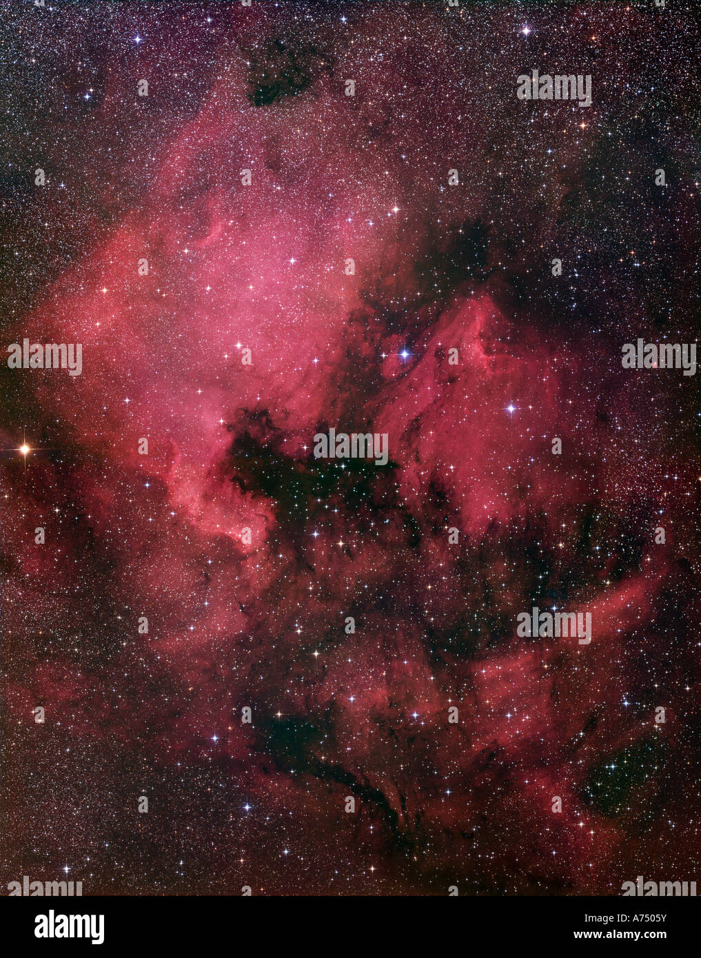 The North American Nebula (NGC 7000) is an emission nebula in the constellation Cygnus Stock ...