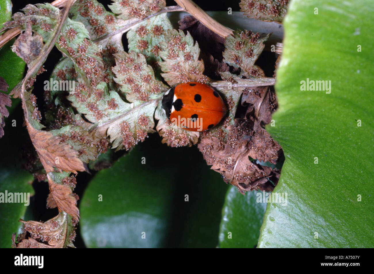 Lady not animal or insect hi-res stock photography and images - Alamy