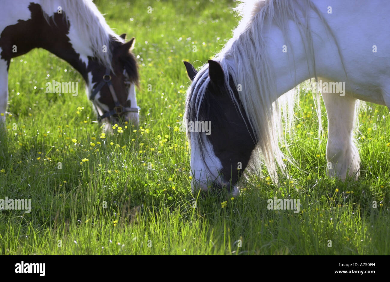 Strong back lighting hi-res stock photography and images - Alamy