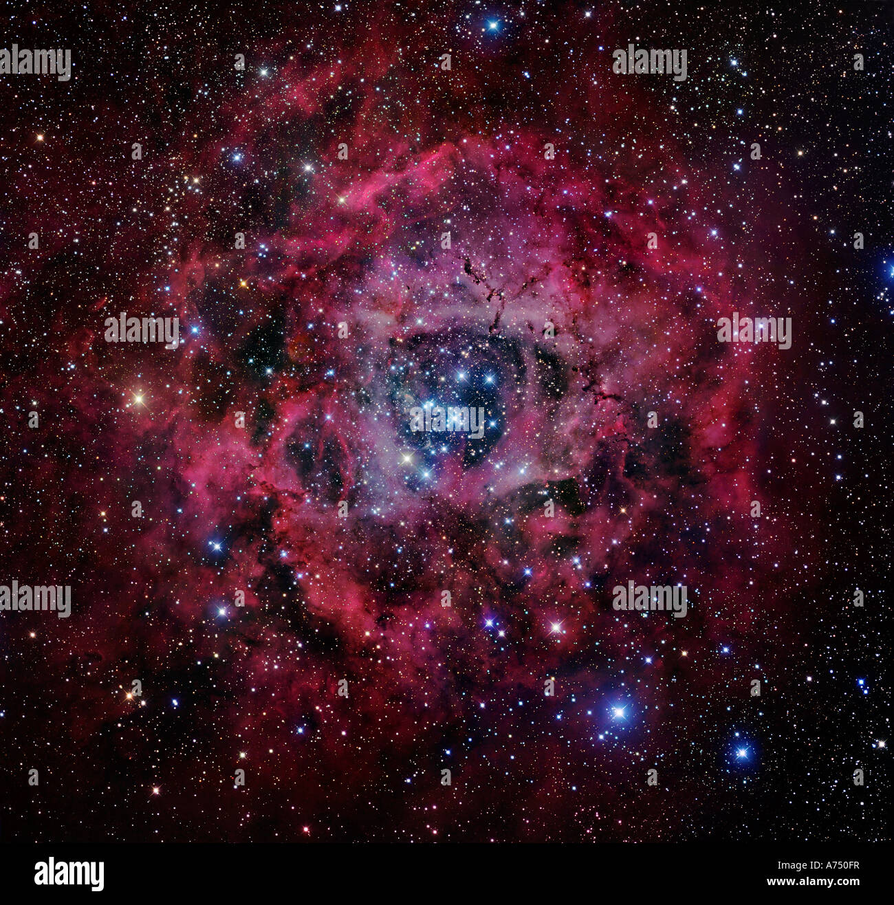 Rosette Nebula is a large, circular H II region located near one end of ...