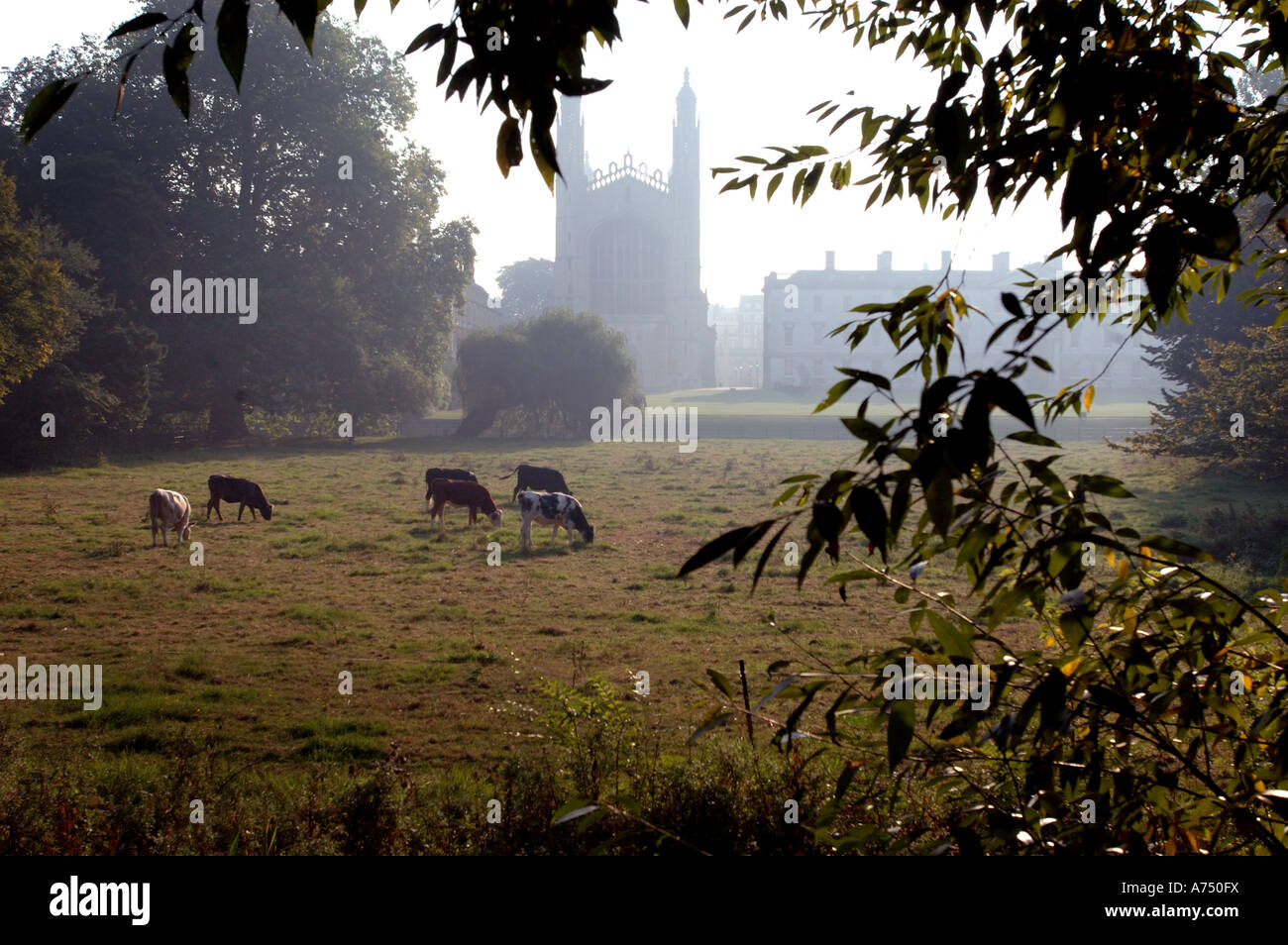Cows in field in front of Kings College Chapel Cambridge with misty sun ...