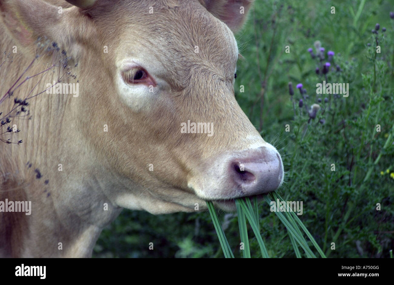 Cow eating grass in a green field Stock Photo - Alamy