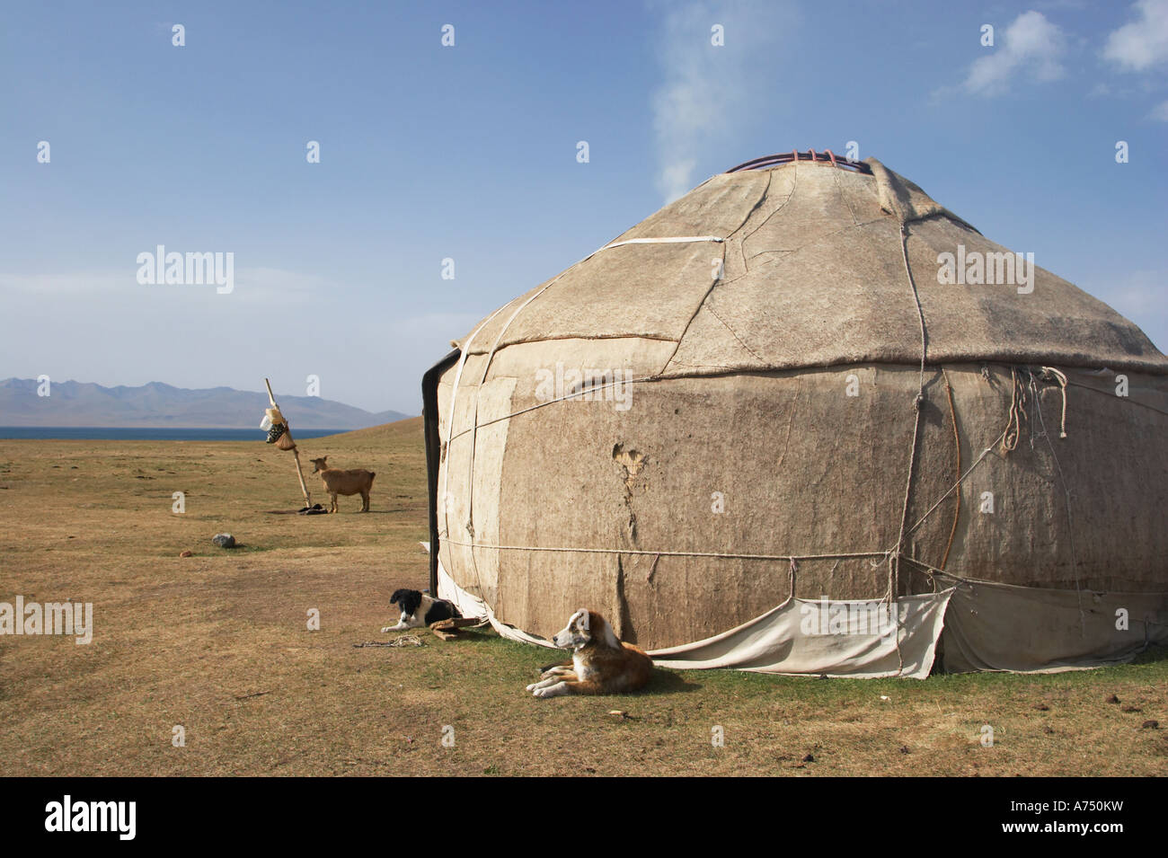 Dogs Sitting Outside Yurt Stock Photo - Alamy